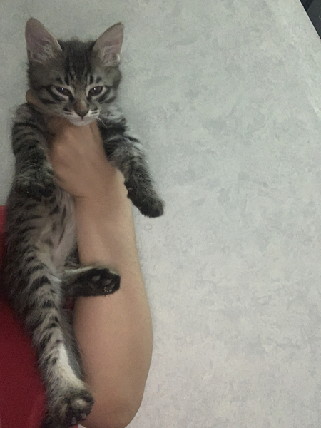 Отдам 2 котят, только в одни руки