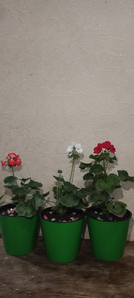 Xona gullari sotaman. Srochna