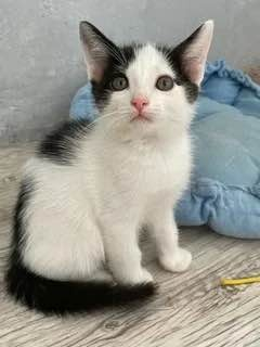 Отдам котёнка мальчика