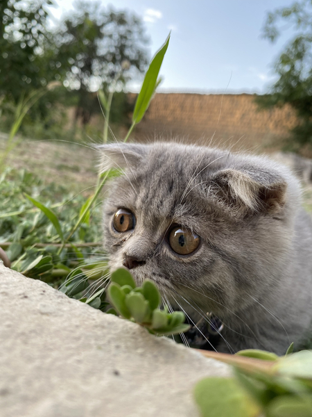 Scottish Fold mushugi tozza