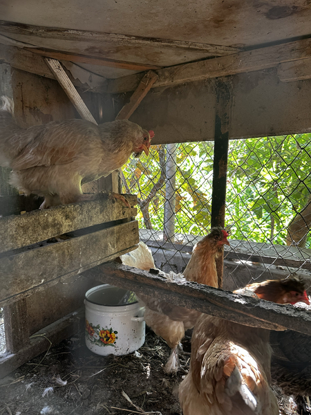 Продаются курицы 6 месяцев