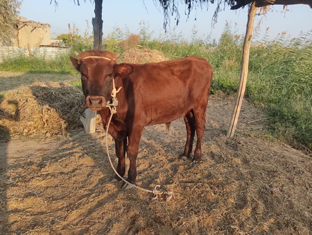 Buqqalar sotiladi