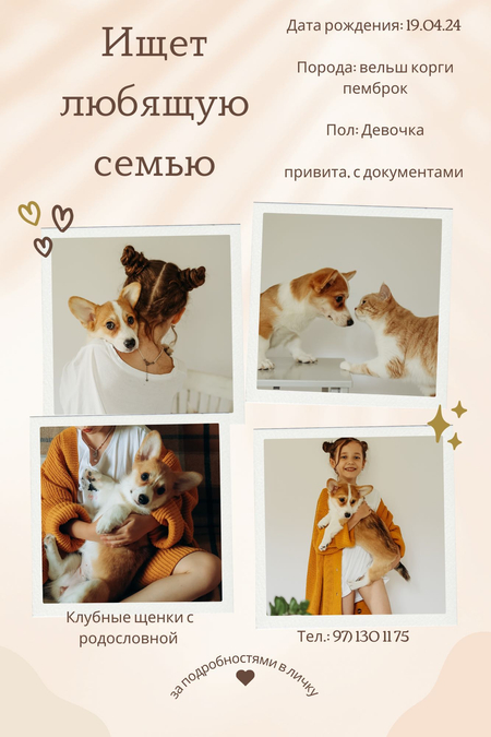 Клубные щенки вельш корги пемброк