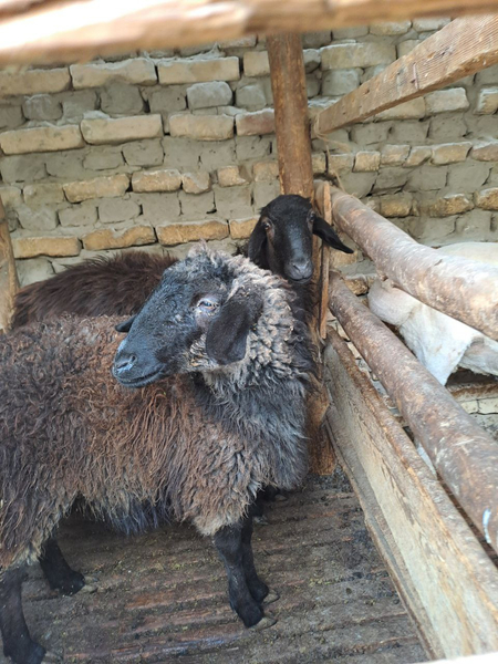 Qõchqorlar sotiladi