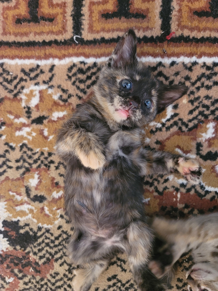 Котятя 1.5 месячные