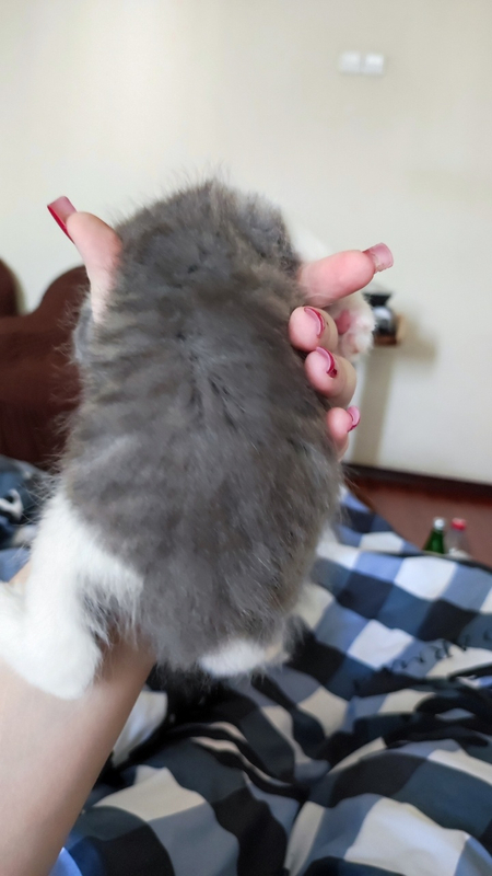 Домашние котята, родились 15го мая