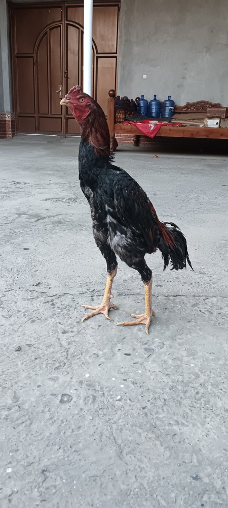 Polvon Xöroz sotuvda