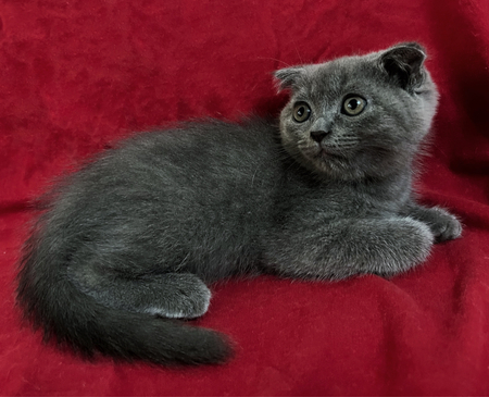 Котята скоттиш-фолд