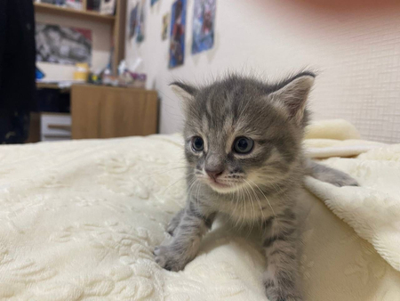 Котенок в добрые руки