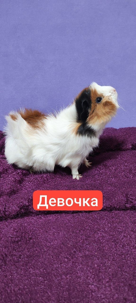 Продам морских свинок