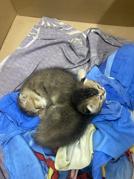 Котята скоттиш фолд+шиншилла
