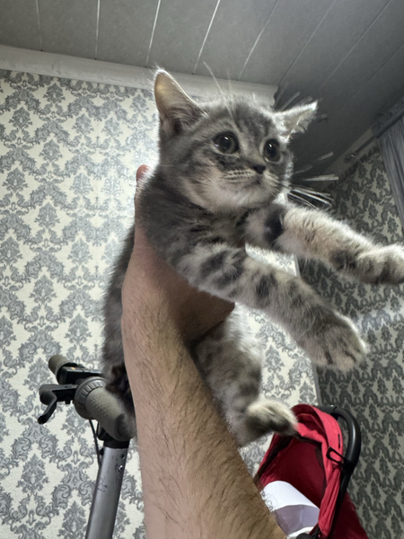 Скотиш Фолд котенок девочка
