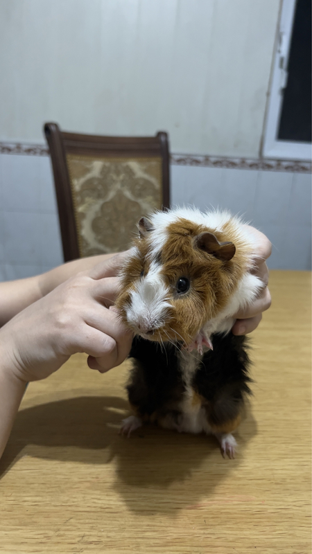 морская свинка девочка