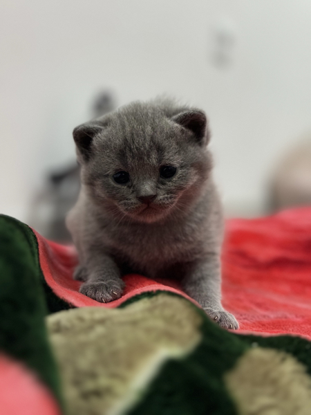 Продается котята.    3 девушек и 2 мальчик. 1,5 месяца