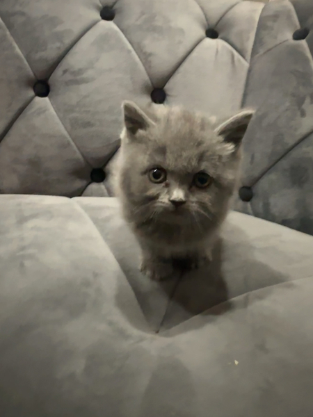 Скотиш страйт