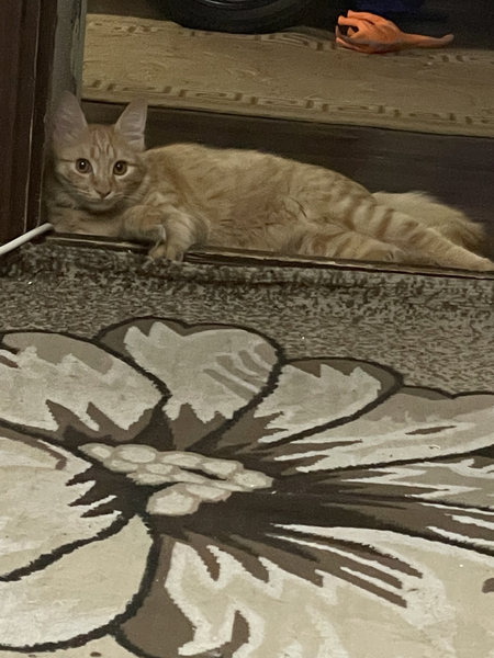 Отдам кота в хорошие руки