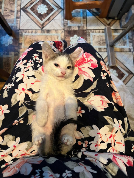 Бесплатно котята в хорошие руки