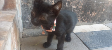 Месячные котята 9 шт
