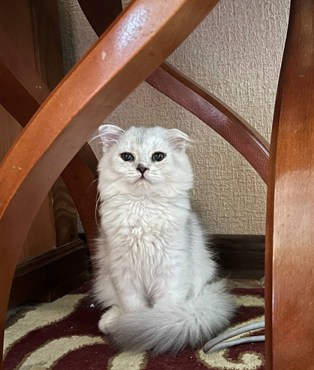 Продаются котята
