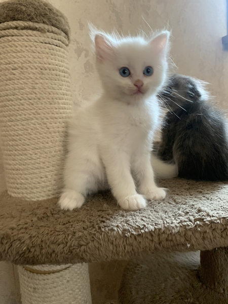 Котята скоттиш фолд и скоттиш страйт