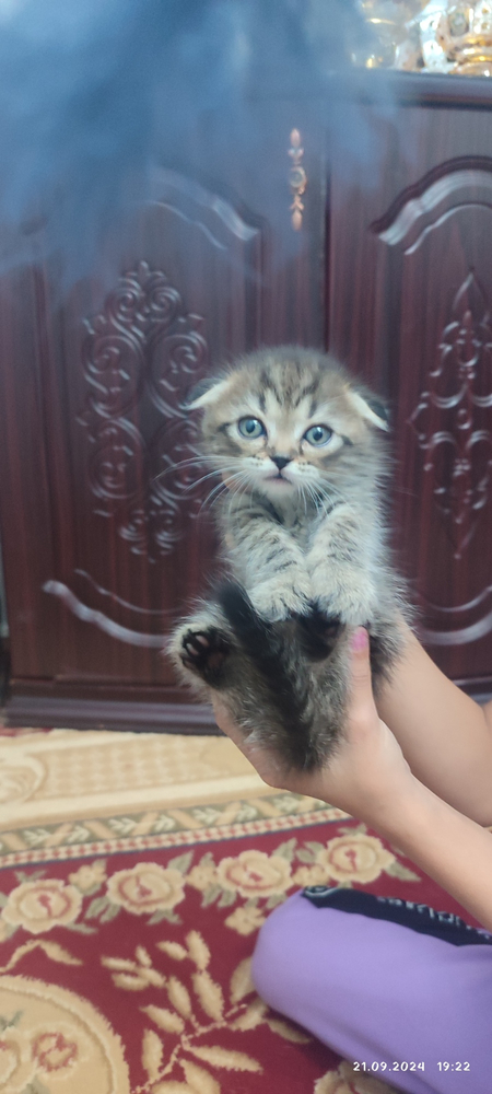 Продаются котята скоттиш фолд