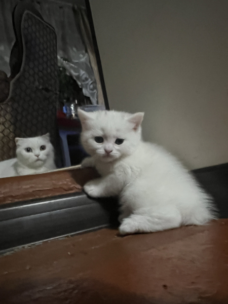Шотланский Скоттиш Фолд!