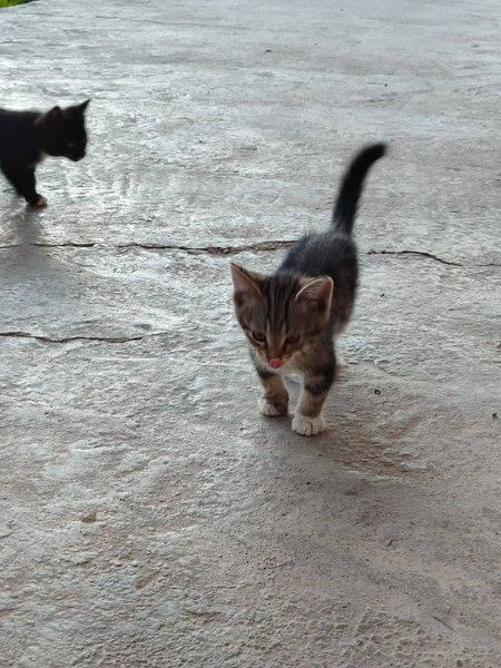 БЕсплатно!Котята мама пародистая