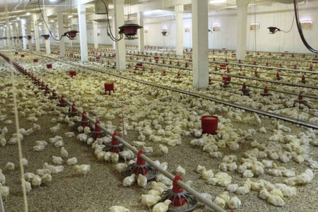 озонаторы в производстве птицы и птицепродуктов.