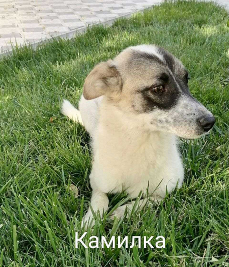 Отдам даром собачку в хорошие руки.