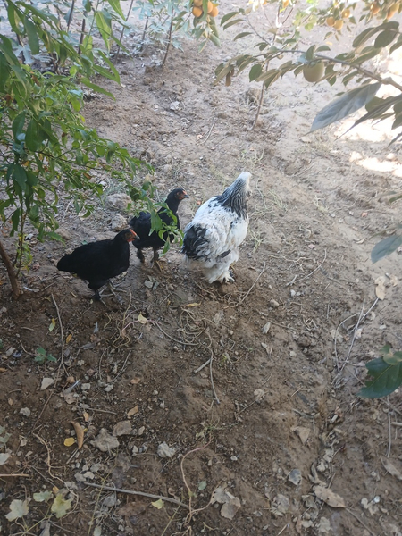 Toʻvular  va   Xoroz   Sotiladi