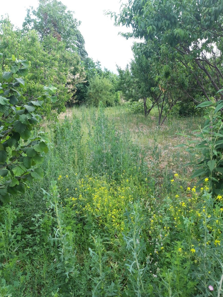 Dacha uchun yer sotiladi
