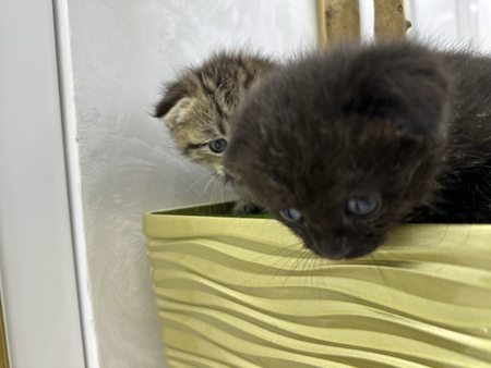 Шотландские вислоухие котята