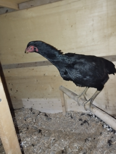 Dakan kares turk xoroz makyon jujalari bor