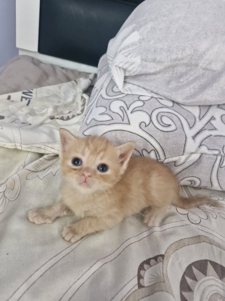 Продаются шотландские котята