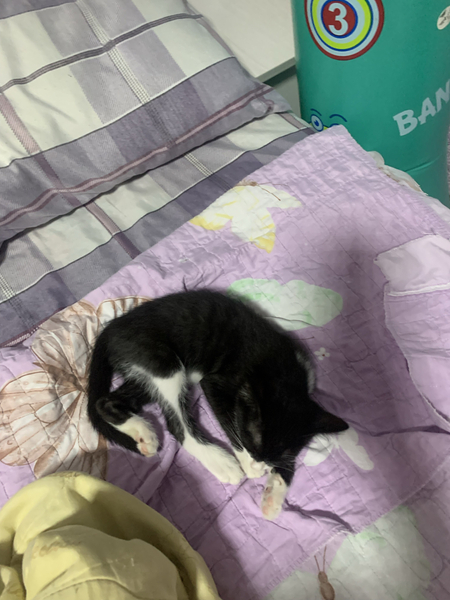 котенок , мушукча