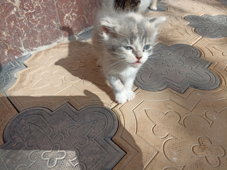 Продается кошки британский короткий шерстяная