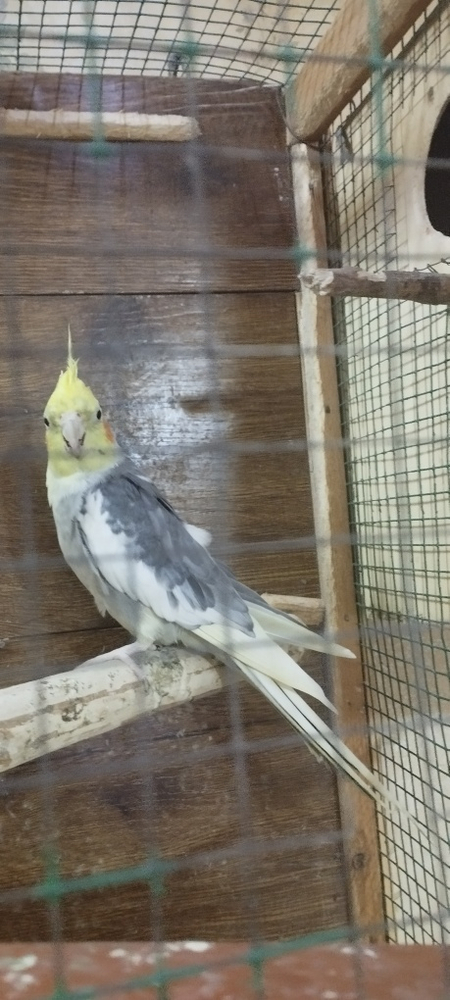 Продам самца корелы
