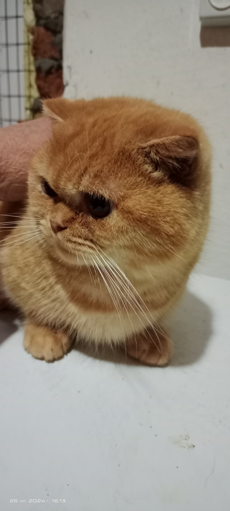Продается котенок манчхин