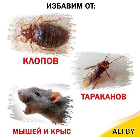 Дезинфексия 24/7 100%