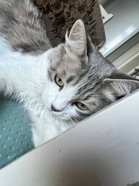 Пародистая кошка