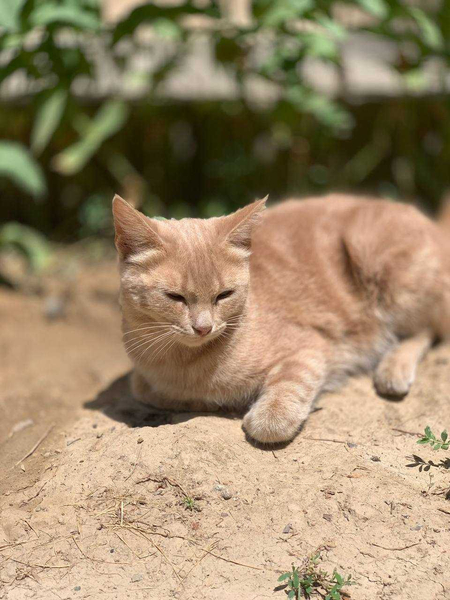 Отдадим домашнию кошку в хорошие руки