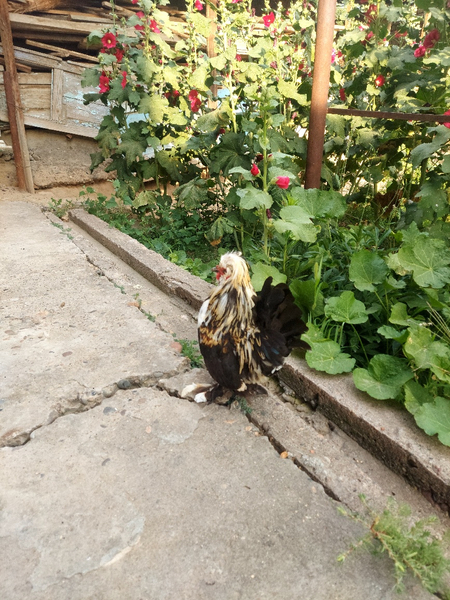 Yapon horoz zotli sotiladi