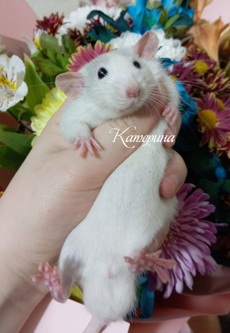 Крысы хаски ручные