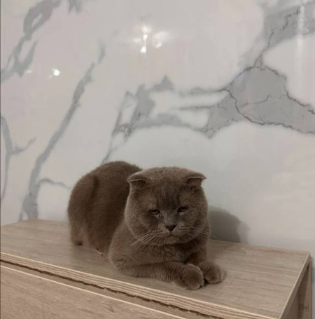 Кот навязку опытный