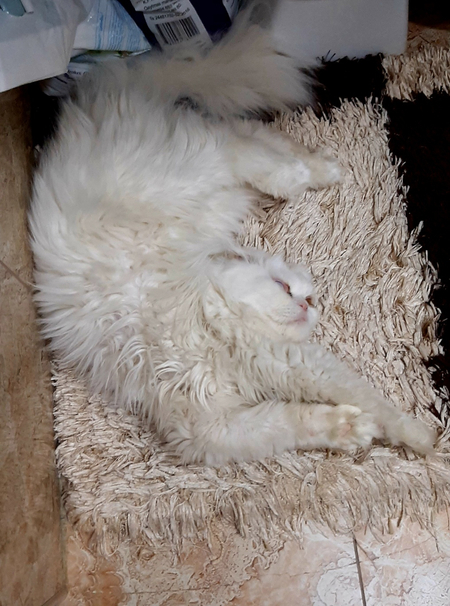 Продам необычного кота эксклюзив.