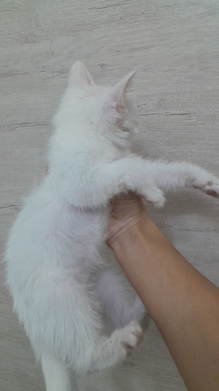 Котёнок беленький мальчик