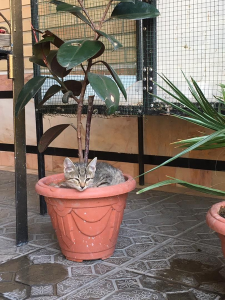Отдам котят в хорошие руки, проглистованы