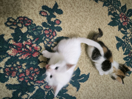 Котята мушукчалар Отдам в добрые руки котят