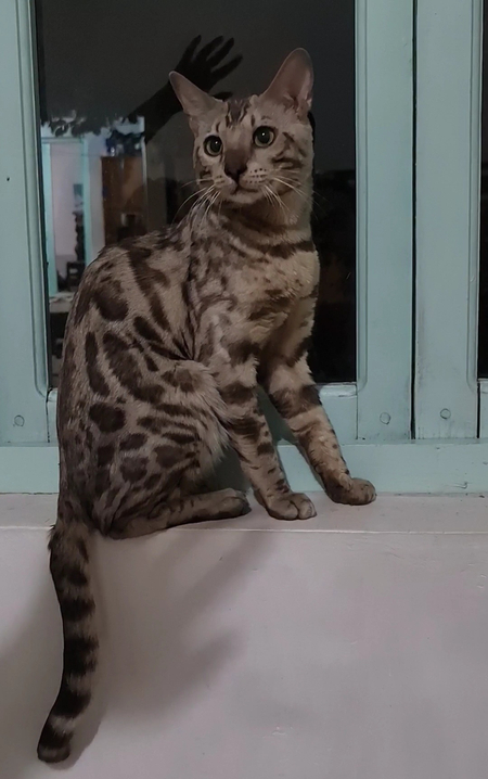 Продаётся бенгальский кот