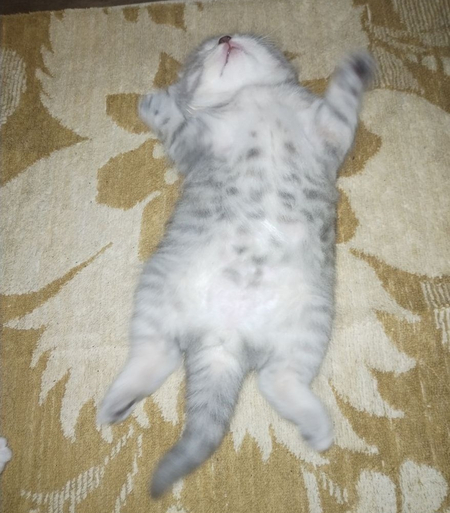 Продаются котята, чистокровки,3 красавицы